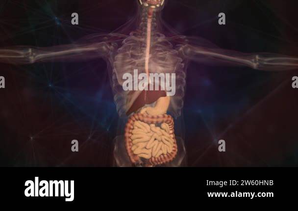 Human anatomy. X-ray scanning of the human skeleton and Digestive ...