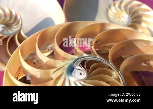 nautilus shell stock Fibonacci footage video clip turning golden ratio ...