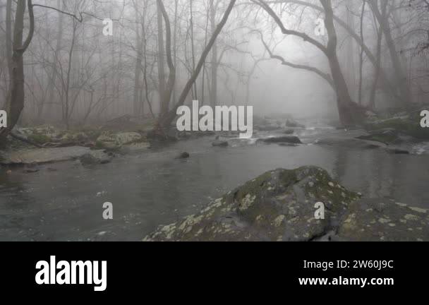 A wide view of a flowing river in the forest with trees overhanging the ...