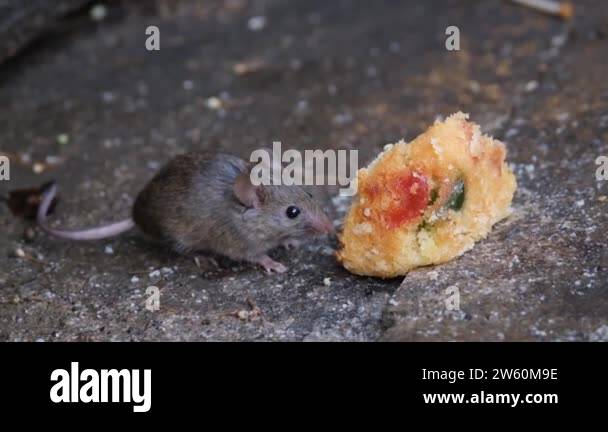 The house mouse is a small mammal of the order Rodentia ...