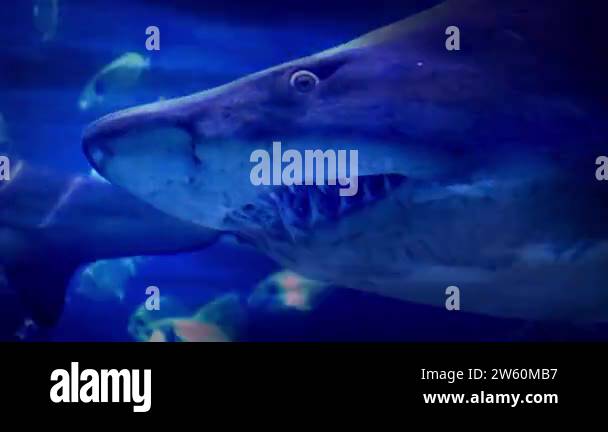 Shark blood Stock Videos & Footage - HD and 4K Video Clips - Alamy