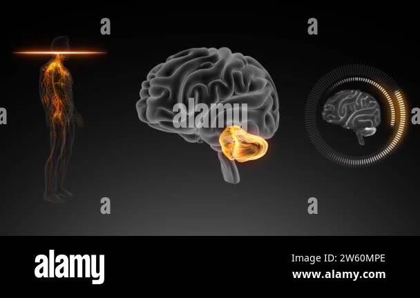 Hind body Stock Videos & Footage - HD and 4K Video Clips - Alamy