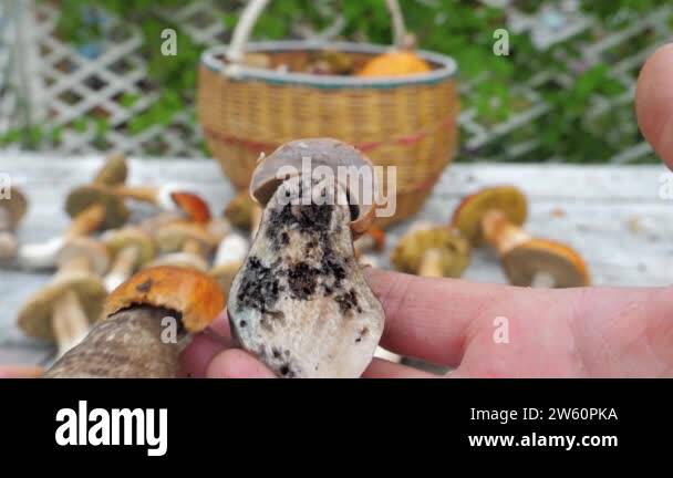 Worms and Maggots in young edible Mushroom. Pest invasion. Fly larvae ...