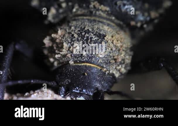 Dung beetle at the desert Stock Videos & Footage - HD and 4K Video ...