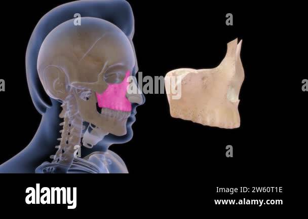 3d footage of bone human anatomy and maxilla Stock Video Footage - Alamy