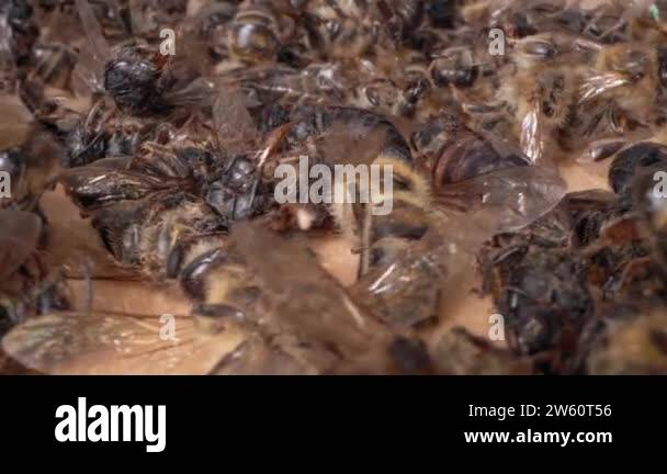 The bees are dying. A dead bees close up. The death of honey bees and ...