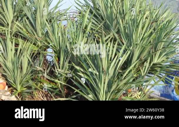 Fragrant Screwpine tree (Pandanus fascicularis, Pandanus odorifer ...