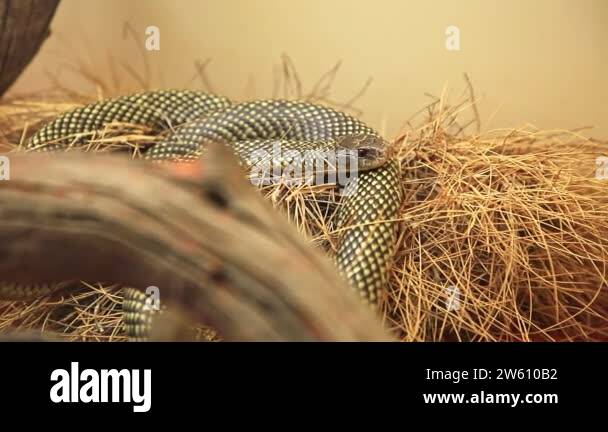 King brown snake Stock Videos & Footage - HD and 4K Video Clips - Alamy