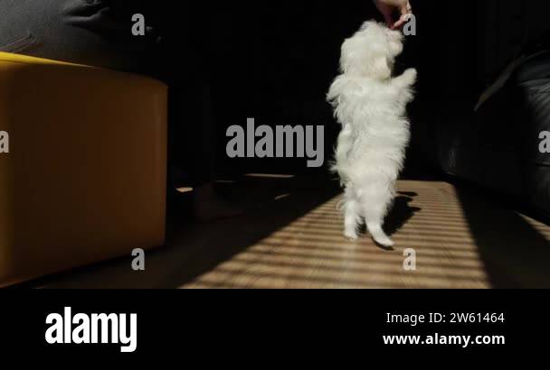 little white doggy revolves around on the back legs. The maltese stands ...