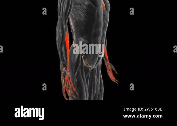 Flexor digitorum superficialis Muscle Anatomy For Medical Concept 3D ...