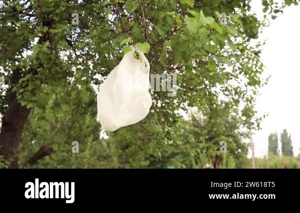 plastic bag hanging on a tree, garbage in the forest, environmental ...