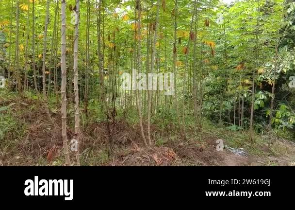 Cassava manioc tapioca plantation field, traditional gardening farm ...