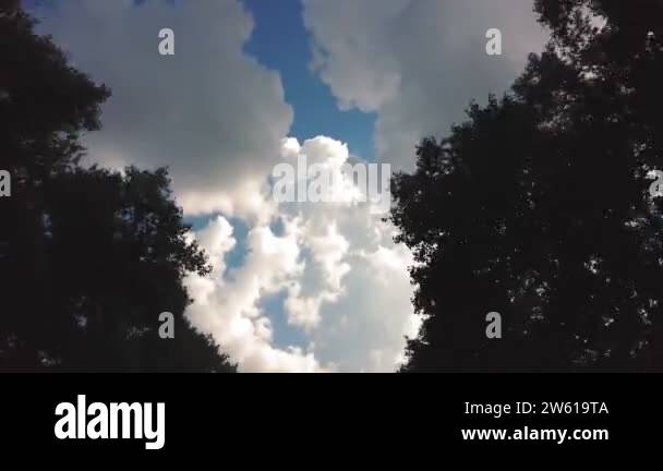 Looking up at trees. a below view, up to blue sky with white clouds ...