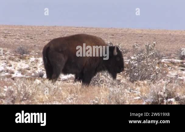 american bison in winter at the Raymond Ranch State Wildlife area in ...