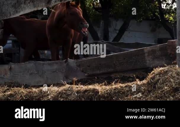 Horse farm breeding and animal husbandry. 4K Slow motion video of ...