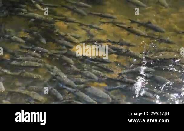 Thailand fish clean Stock Videos & Footage - HD and 4K Video Clips - Alamy