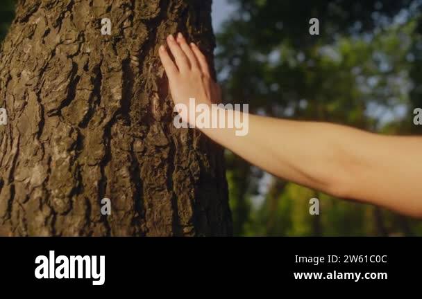 Woman touching bark of tree with hand, uniting with nature, channeling ...