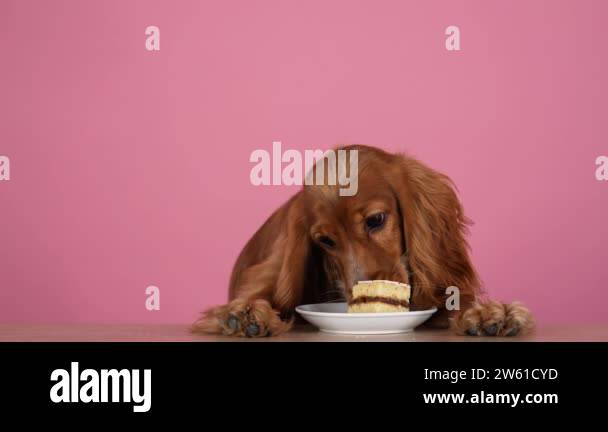 The English Cocker Spaniel sits with its forepaws on the table and eats ...
