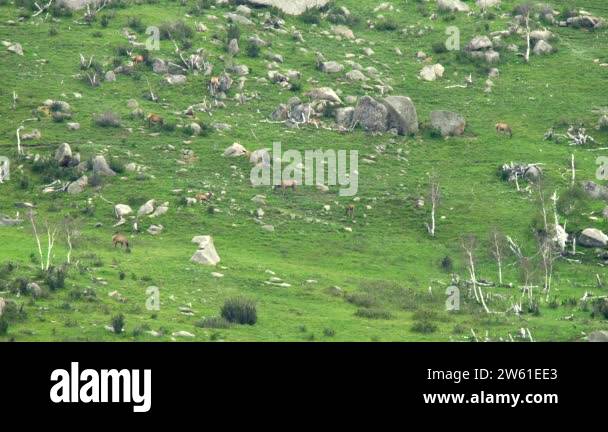 Herd of wild deer on the rocky mountain ridge.Wildlife animal nature ...