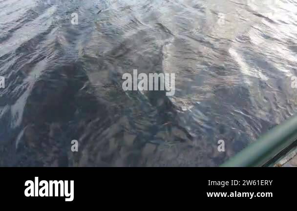 Mighty leaf Stock Videos & Footage - HD and 4K Video Clips - Alamy