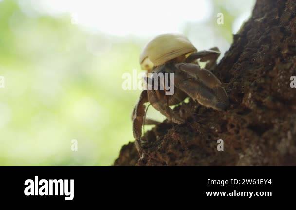 Crustacean with Yellow Shell on a Rock by the Thailand Beach Stock ...