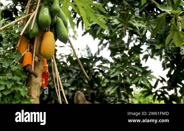 Rare resident bird Stock Videos & Footage - HD and 4K Video Clips - Alamy