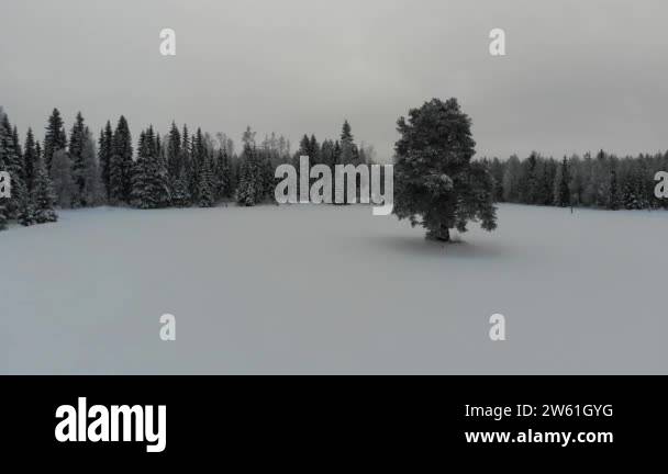 Flying giant pine tree forest Stock Videos & Footage - HD and 4K Video ...