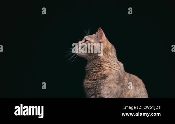 Curious cat studio Stock Videos & Footage - HD and 4K Video Clips - Alamy