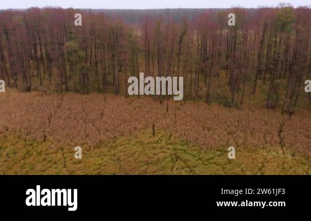 Flight over the tops of trees and a straight river among the forest ...