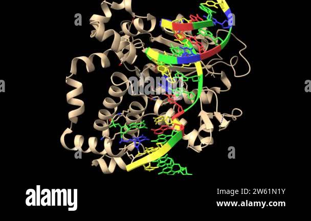 Human DNA polymerase beta 8-oxoG:dC extension with dTTP after 20, 60 ...