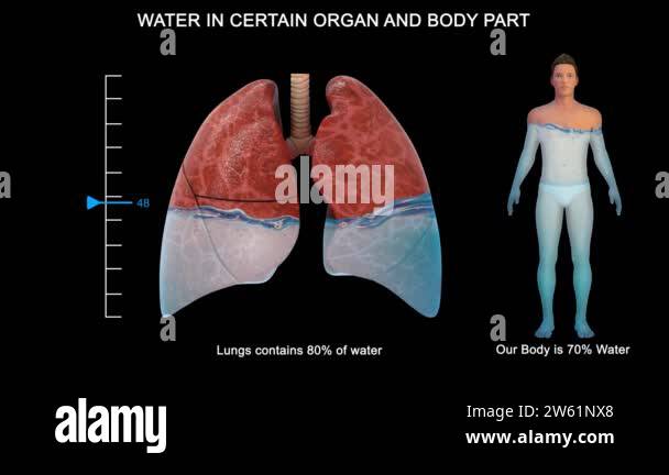 Some organs contain much more water than others. The brain and kidneys ...
