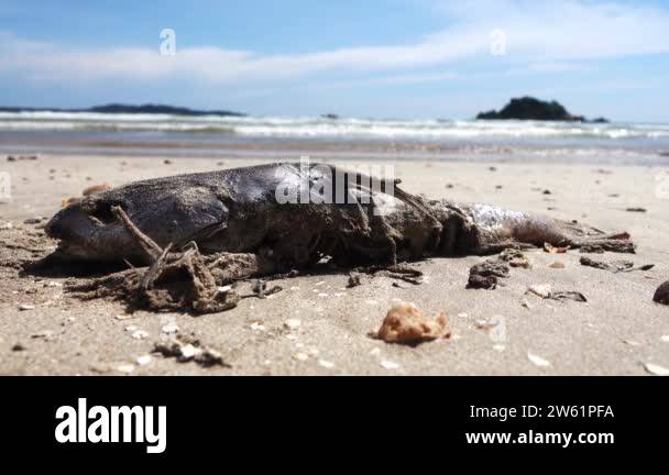 Flotsam gaff topsail catfish Stock Videos & Footage - HD and 4K Video ...