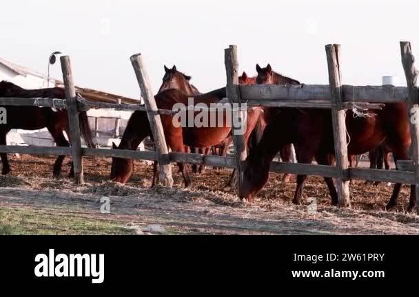 Country life of farm pets. Herd of horses stands behind wooden paddock ...