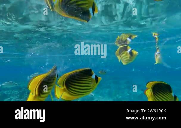 Colonial Pyrosoma Tunicates free-floating with school of fish on blue ...