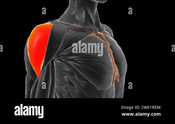 Acromial part of deltoid Muscle Anatomy For Medical Concept 3D ...