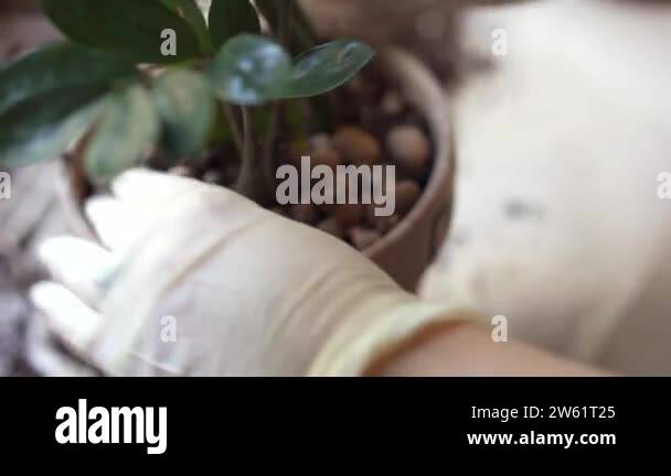 Pot plant woman Stock Videos & Footage - HD and 4K Video Clips - Alamy