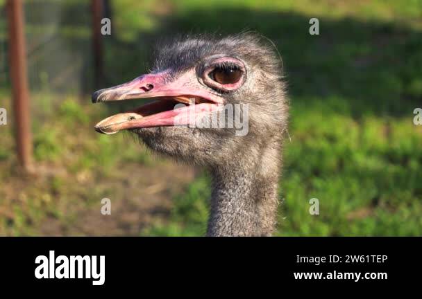 Head common ostrich struthio Stock Videos & Footage - HD and 4K Video ...