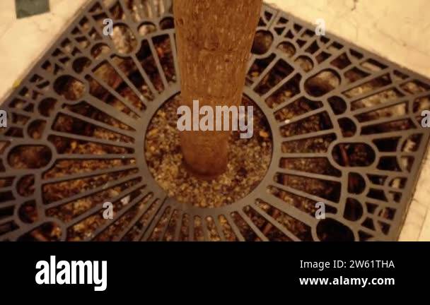 Motion up along young tree growing in pit covered with grid Stock Video ...