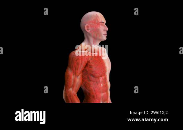 3D animation of an Anatomy of a X-ray man Stock Video Footage - Alamy
