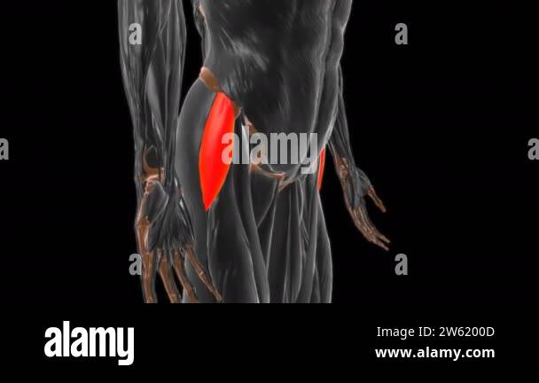 Tensor fasciae latae Muscle Anatomy For Medical Concept 3D animation ...
