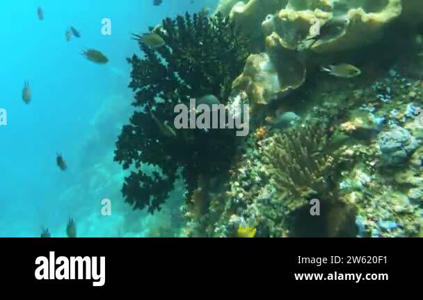 Colorful Coral Garden With Tropical Fish In Kri Island, Raja Ampat ...
