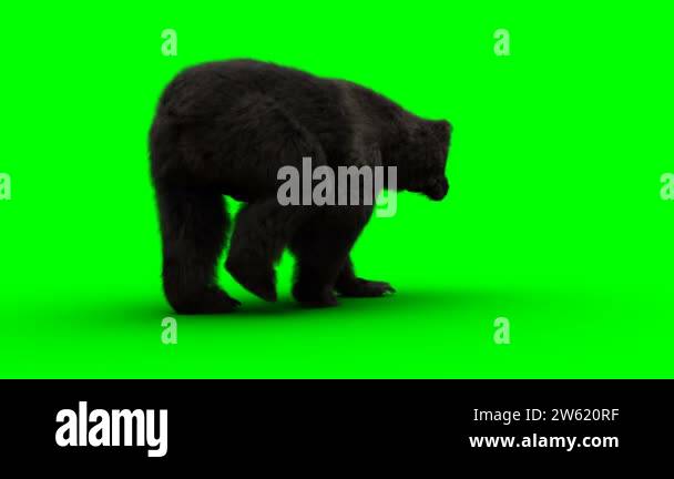 Walking bear. Green screen realistic animation Stock Video Footage - Alamy