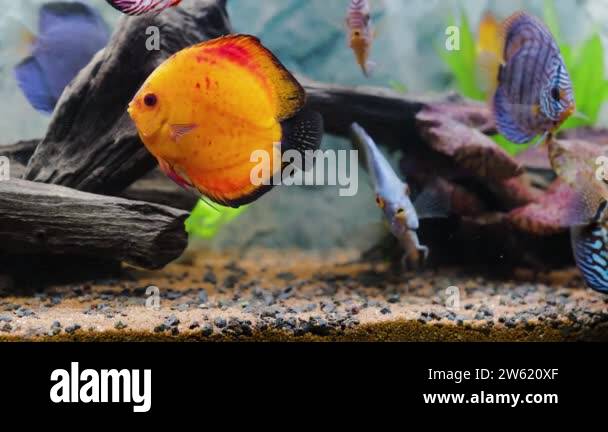 Close up view of discus fish swimming in planted aquarium. Tropical ...