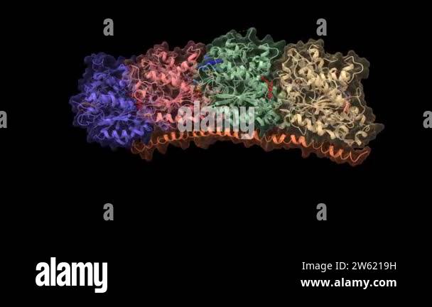 Human tubulin bound to vinblastine (blue), colchicine (red), GTP and ...