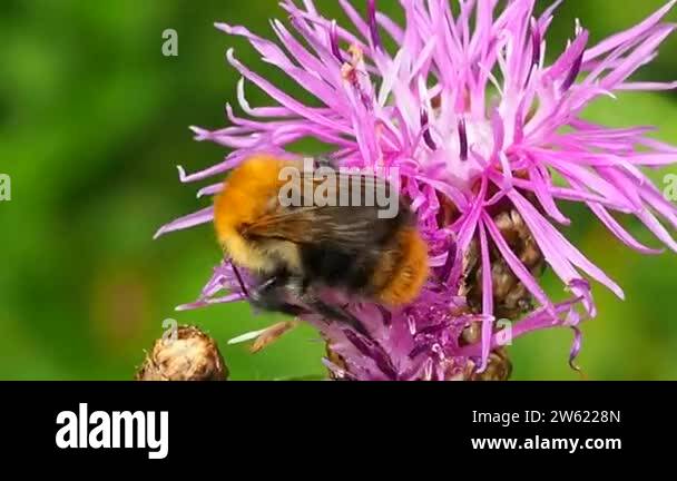 Bumblebee pollinating the flower, sucking nectar and pollen - macro ...