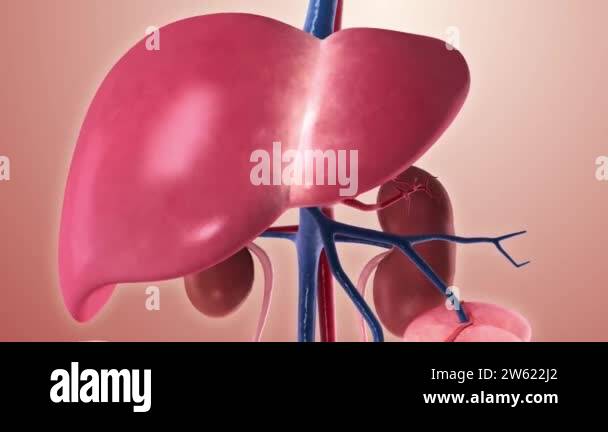 Heart, circulatory system x-ray style, internal organs 3D render ...