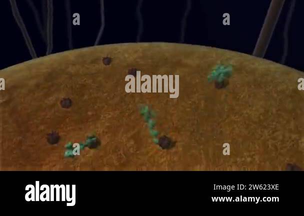 Synaptic transmission, human nervous system. Brain synapses ...