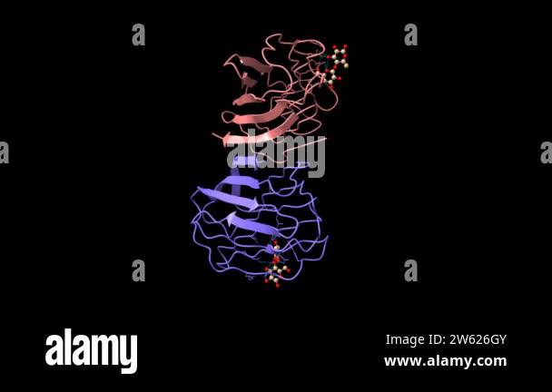 X-ray crystal structure of the human dimeric s-lac lectin in complex ...