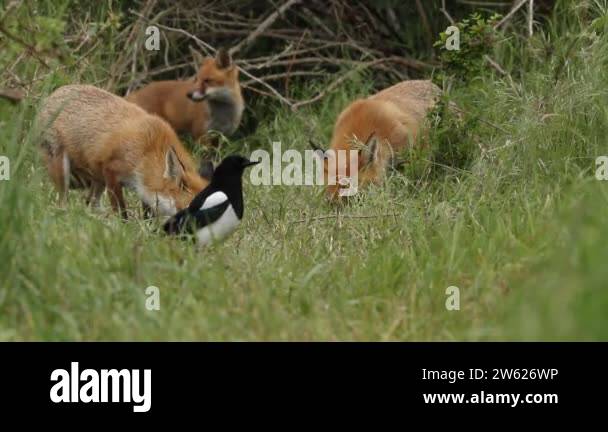 Feeding foxes Stock Videos & Footage - HD and 4K Video Clips - Alamy