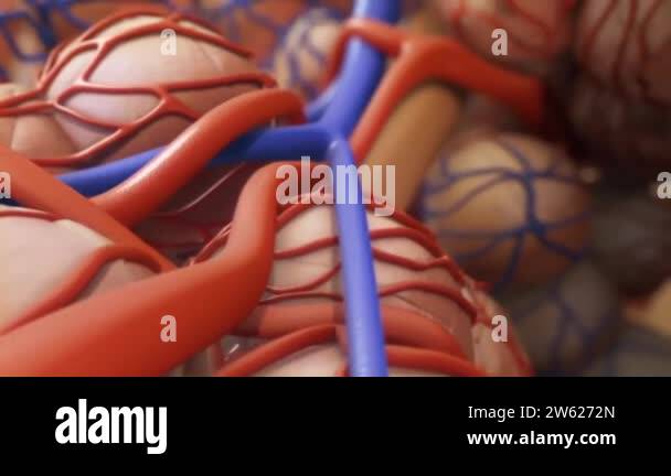 Alveolus closeup anatomy, oxygen and carbon dioxide exchange between ...